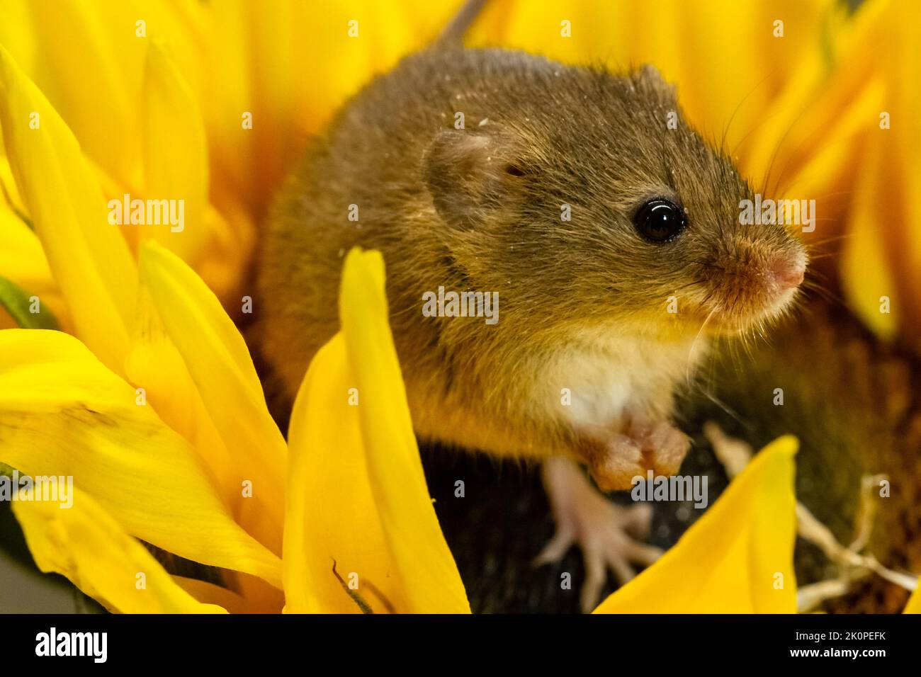 Harvest Mouse in a Sunflower Stock Photo - Alamy