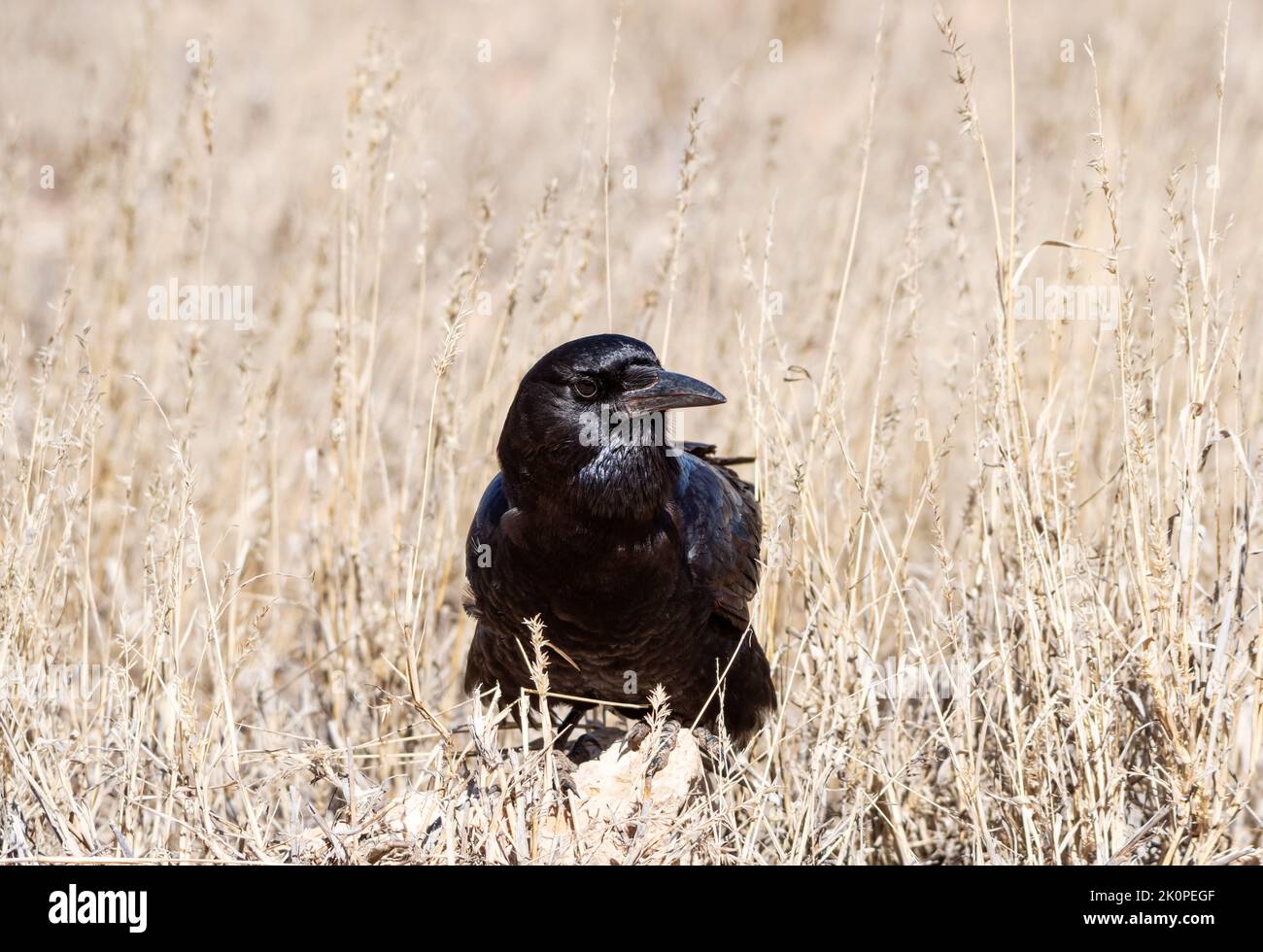 Cape black crow corvus capensis hi-res stock photography and images - Alamy