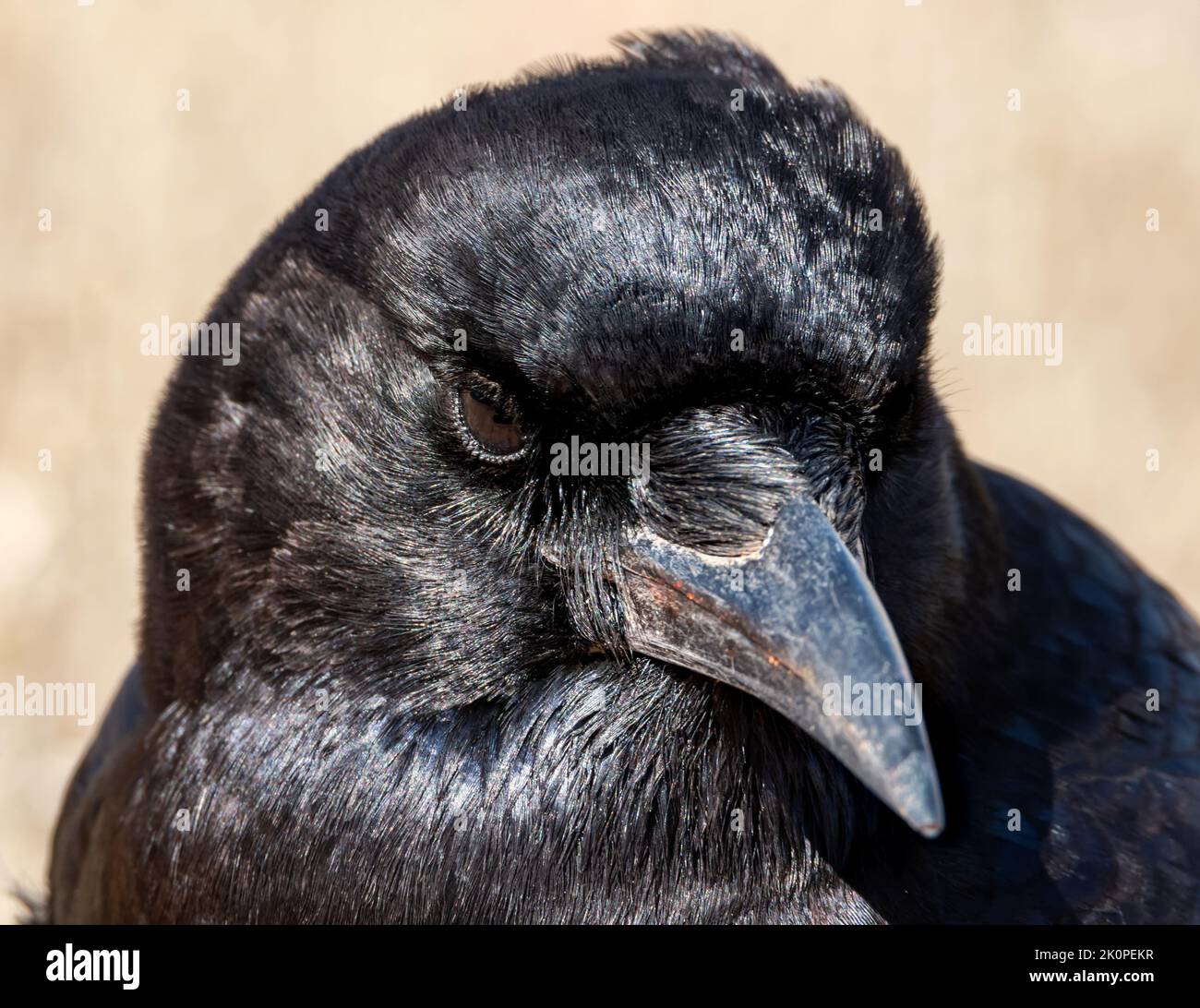 Cape black crow corvus capensis hi-res stock photography and images - Alamy