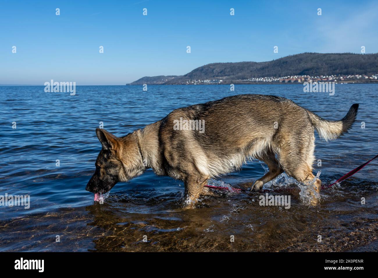 A young German Shepherd in a lake. Sable colored working line breed ...