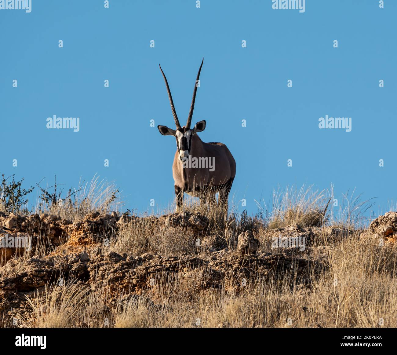 Gemsbok on dune in kalahari hi-res stock photography and images - Alamy