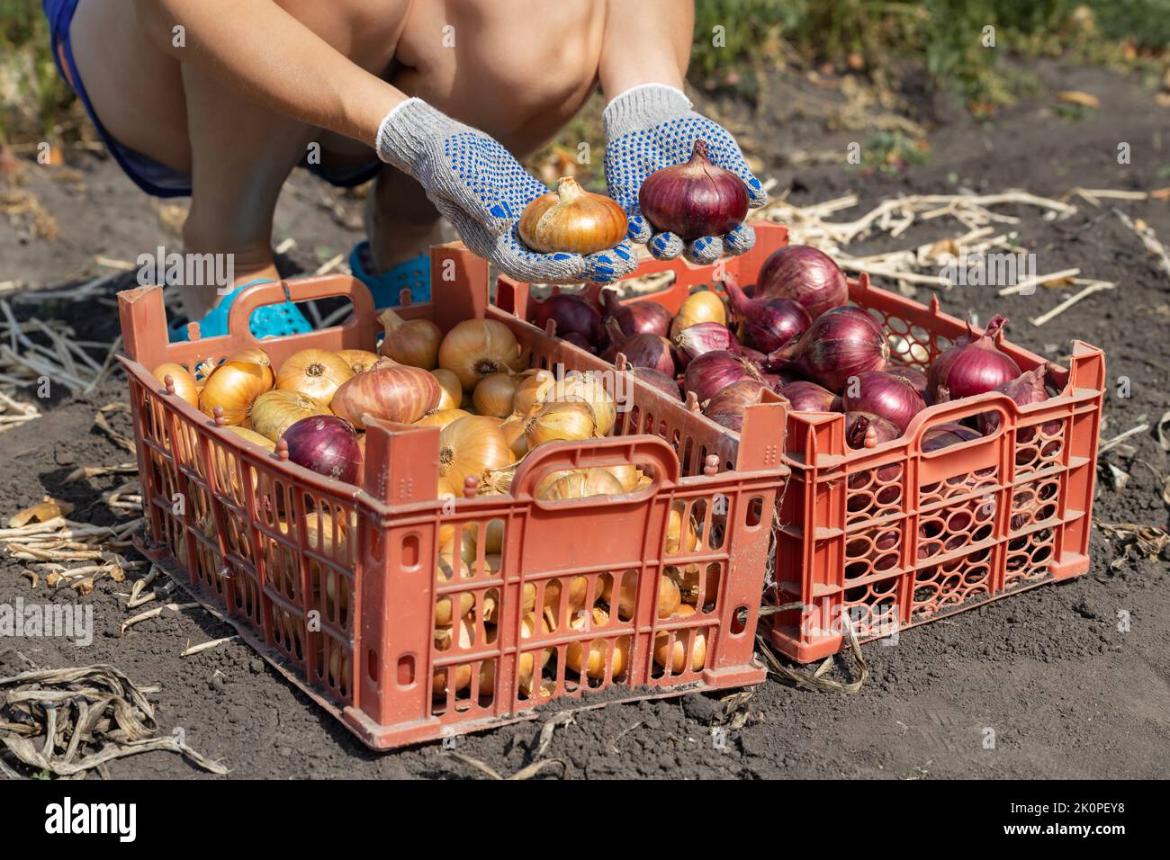 a farmer in the field sorts out onions with his hands. Onion sorting ...