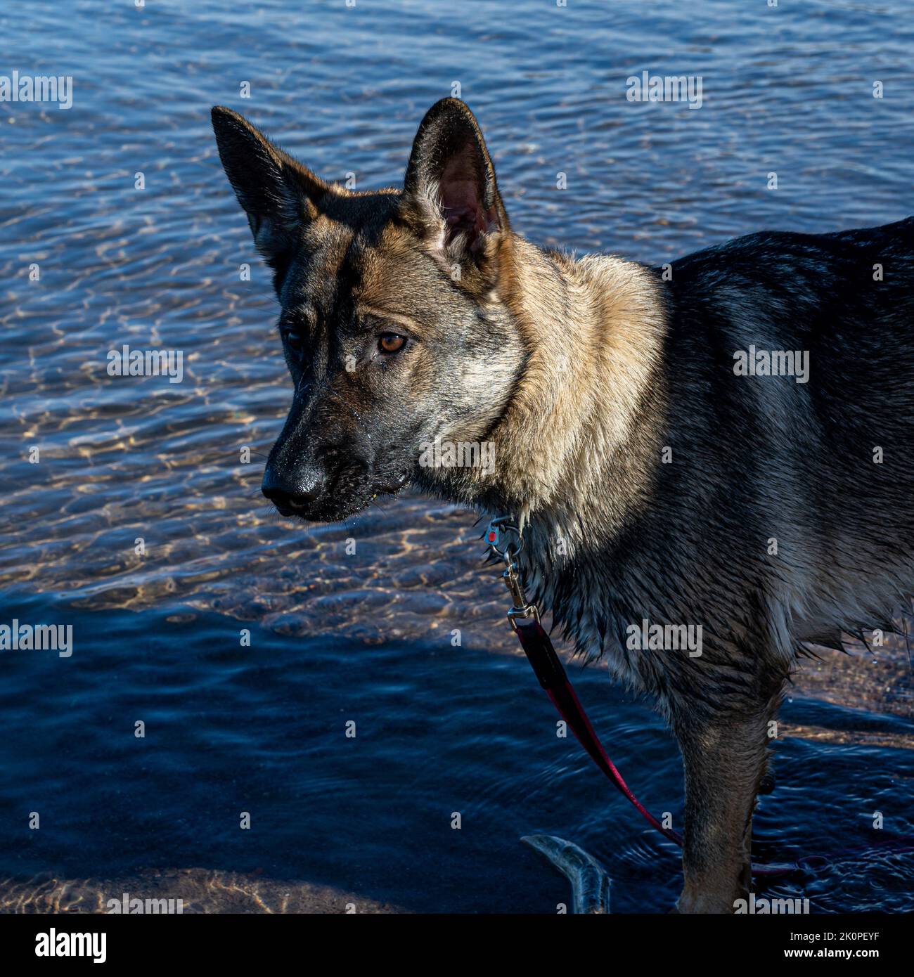 A close-up picture of a young happy German Shepherd in water. Sable ...