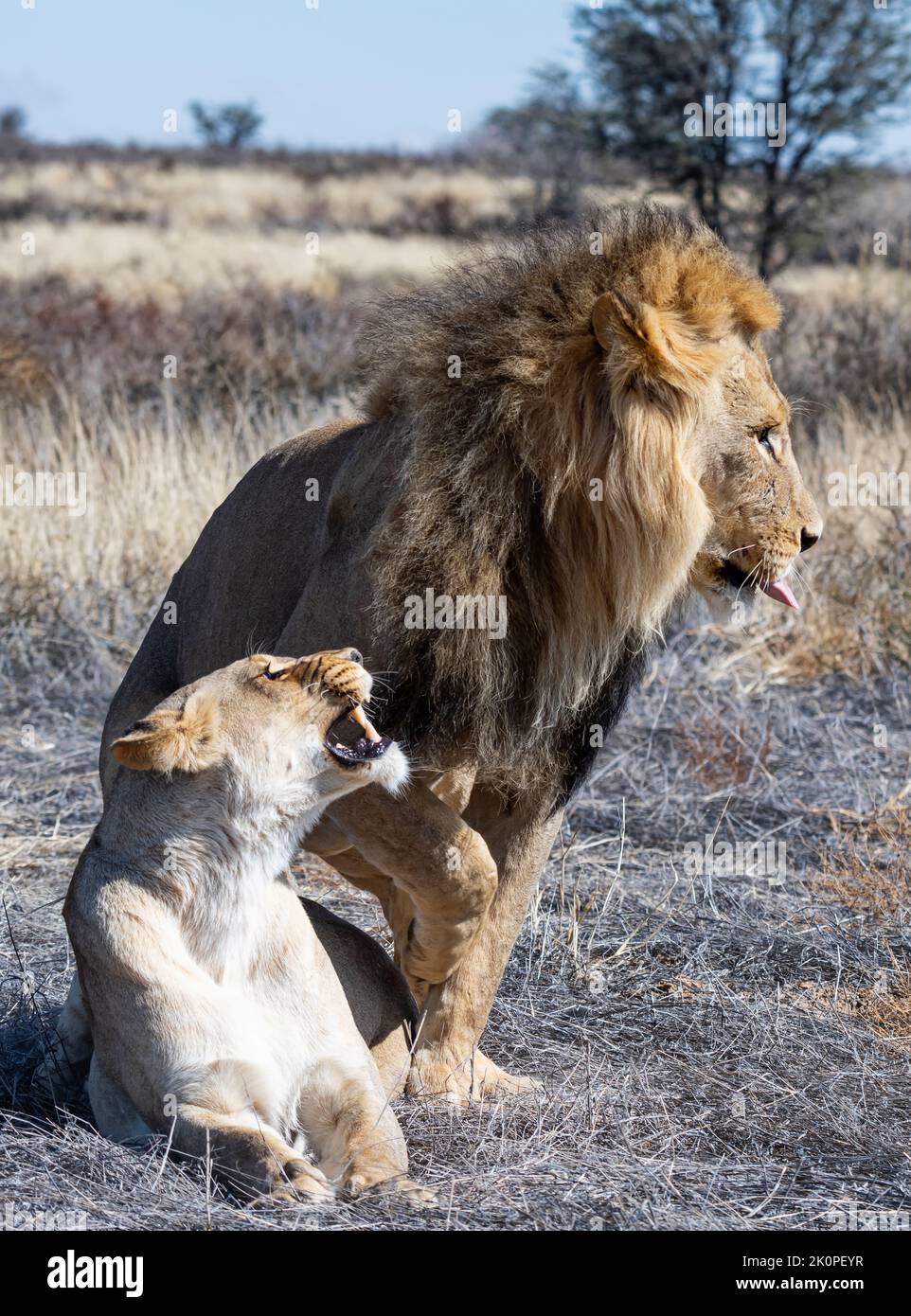Kgalagadi lion mating hi-res stock photography and images - Alamy