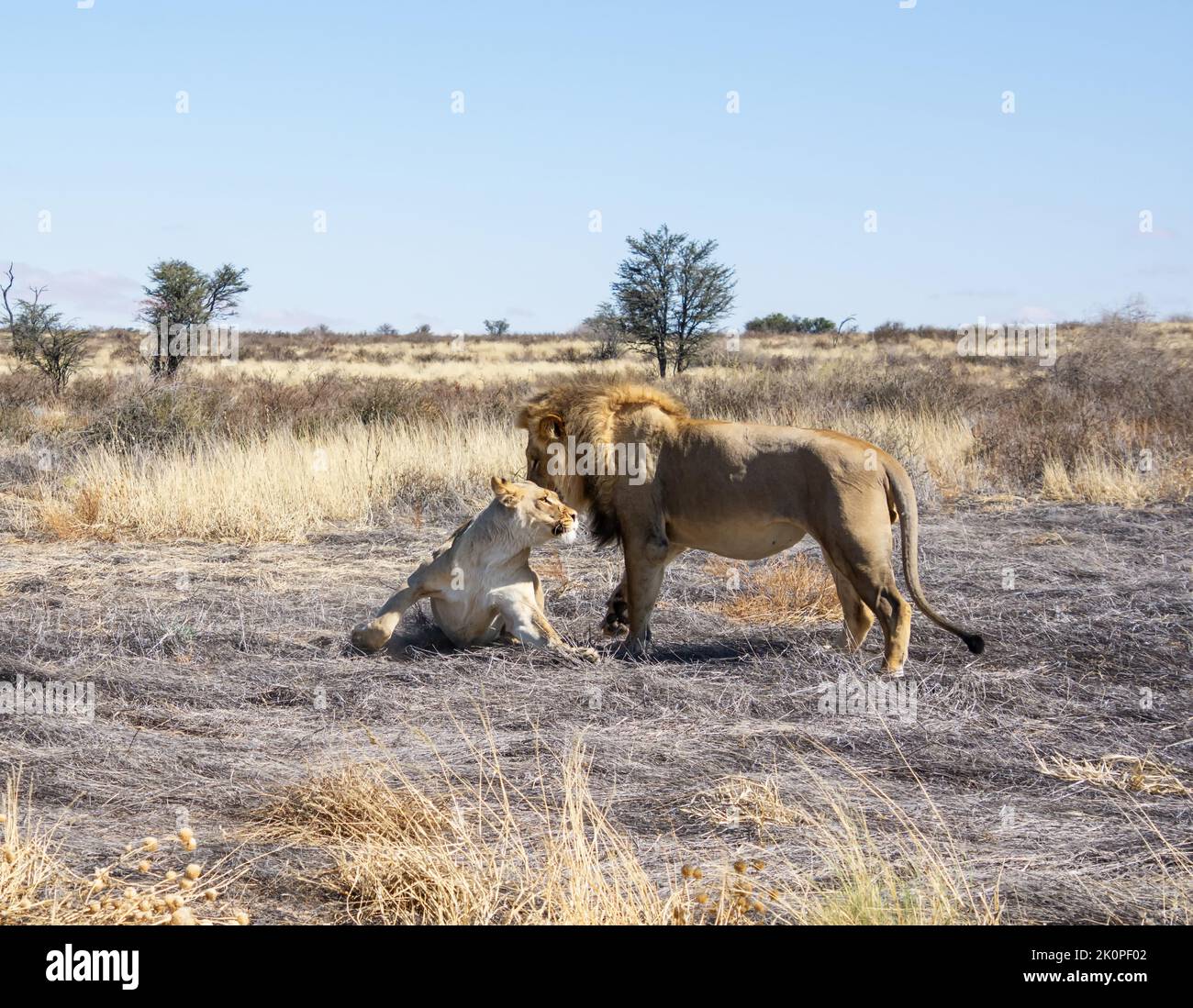 Kgalagadi lion mating hi-res stock photography and images - Alamy