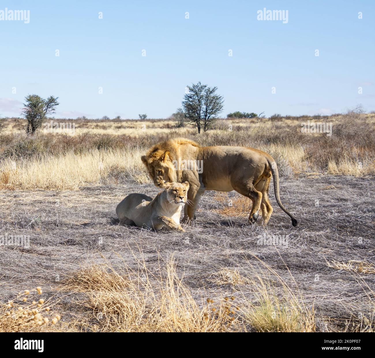 Kgalagadi lion mating hi-res stock photography and images - Alamy