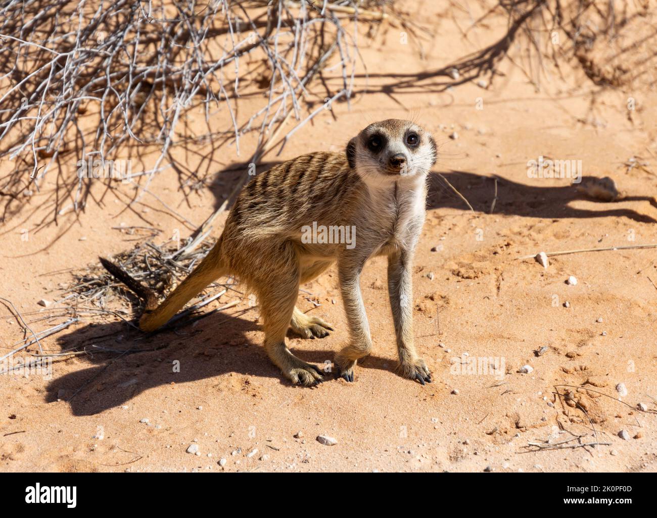 African grassland meerkats hi-res stock photography and images - Alamy