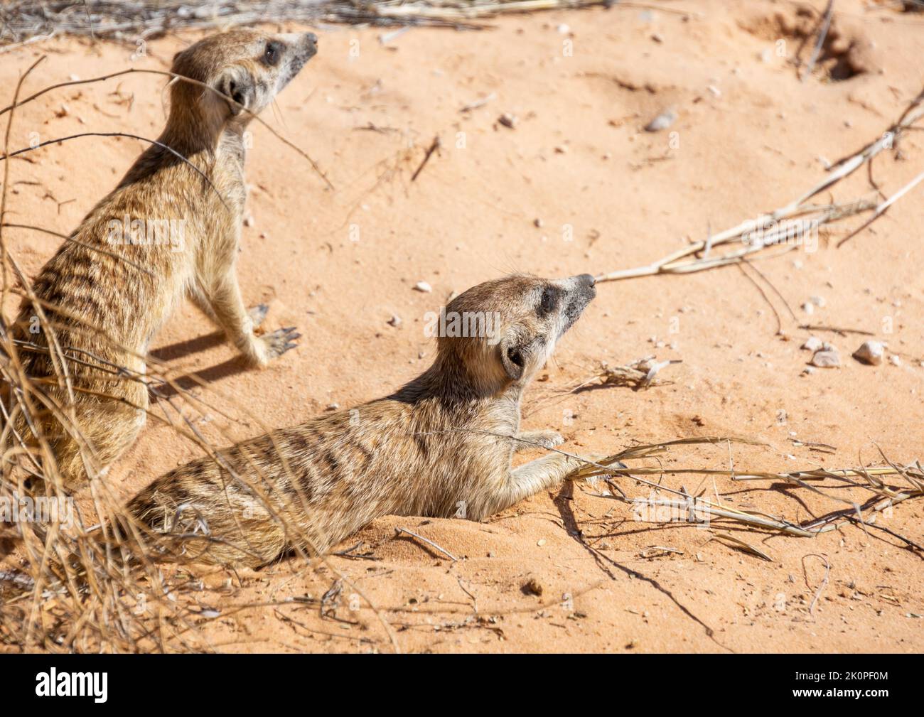 African grassland meerkats hi-res stock photography and images - Alamy