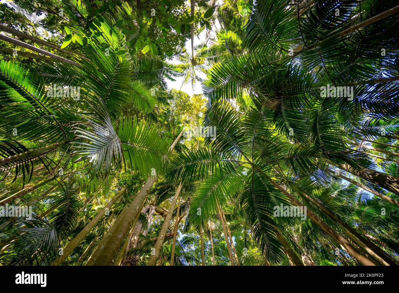 Palm grove section of the Tamborine National park, Queensland ...