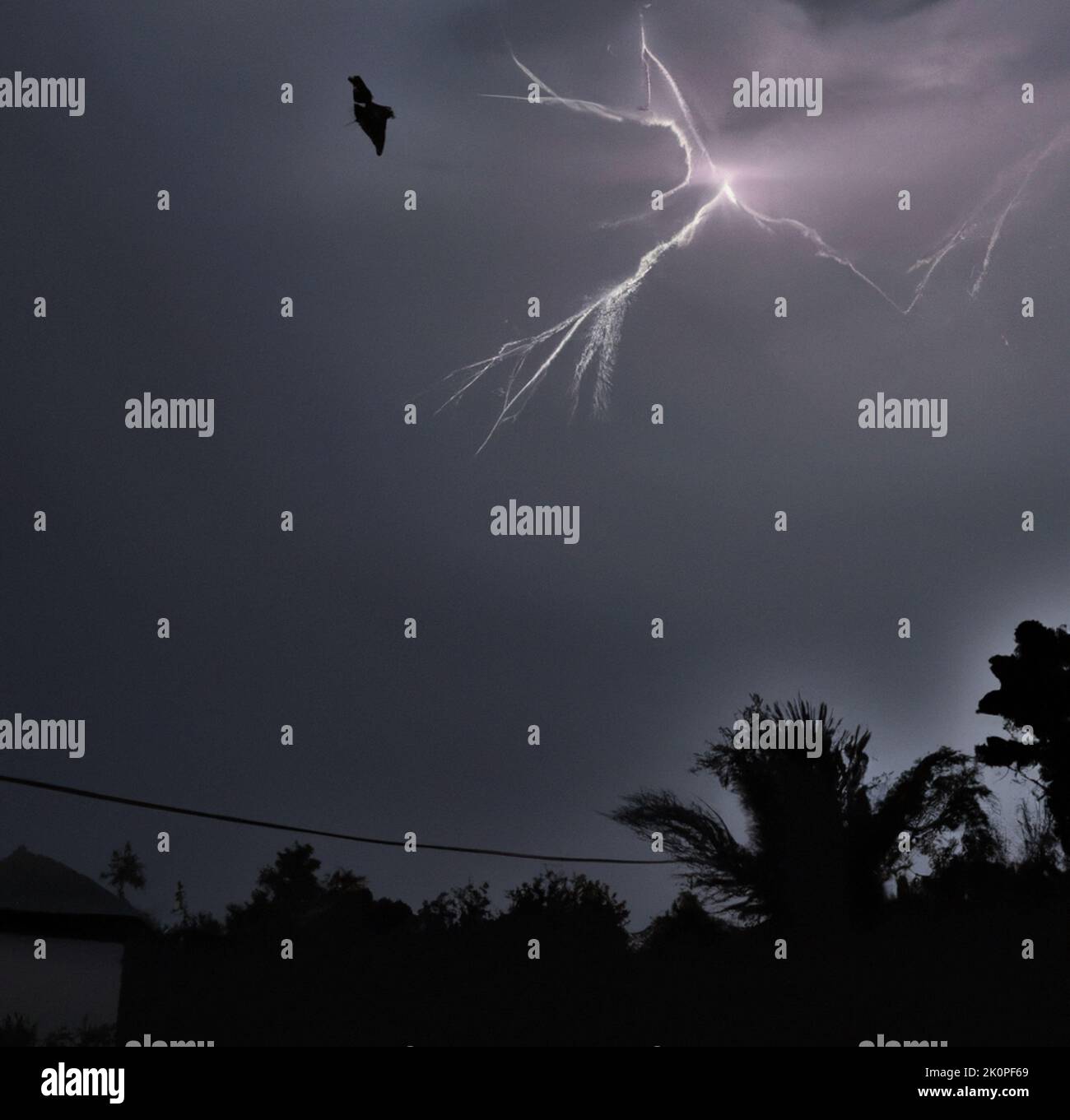 Lightning birds hi-res stock photography and images - Alamy