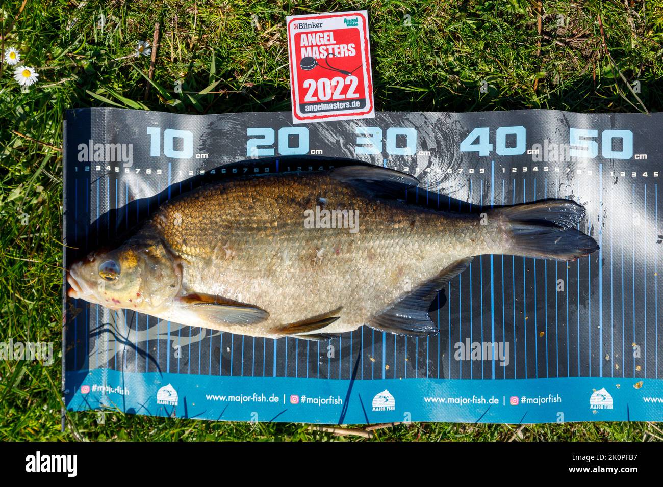 Common river bream hi-res stock photography and images - Alamy