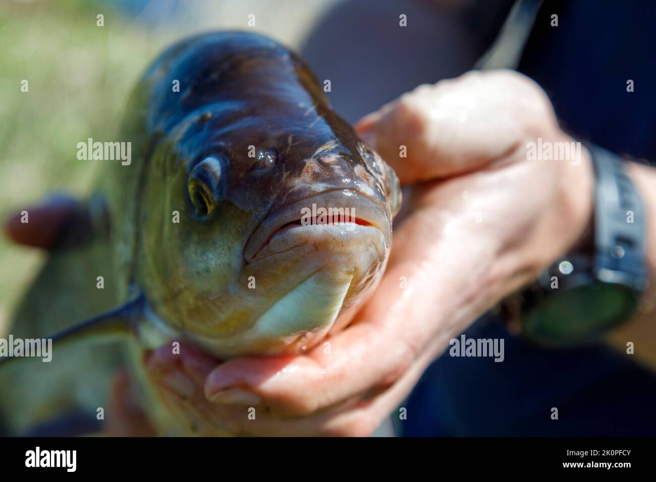 Bream scales hi-res stock photography and images - Alamy