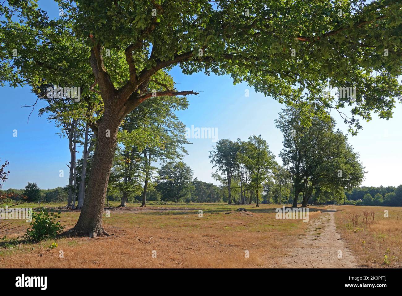 Hiking trail through dry grassland. An oak tree hangs a branch as a ...
