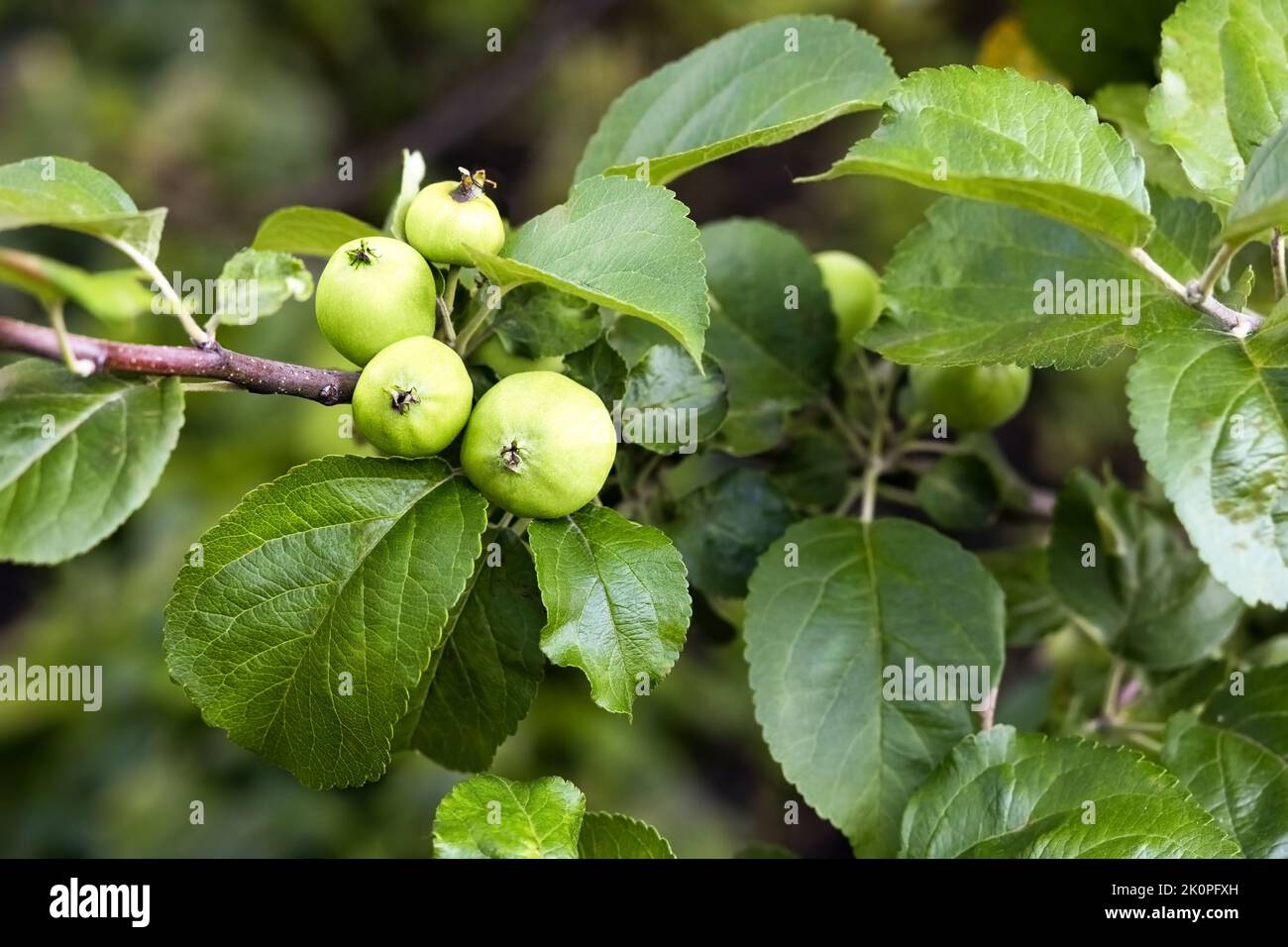 Green young apples on an apple tree, future harvest Stock Photo - Alamy