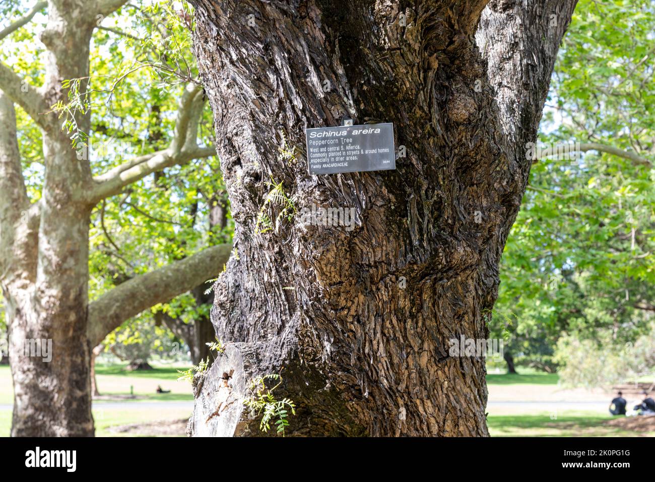 Peppercorn tree, Schinus Areira, in the Royal Botanic Garden,Sydney ...