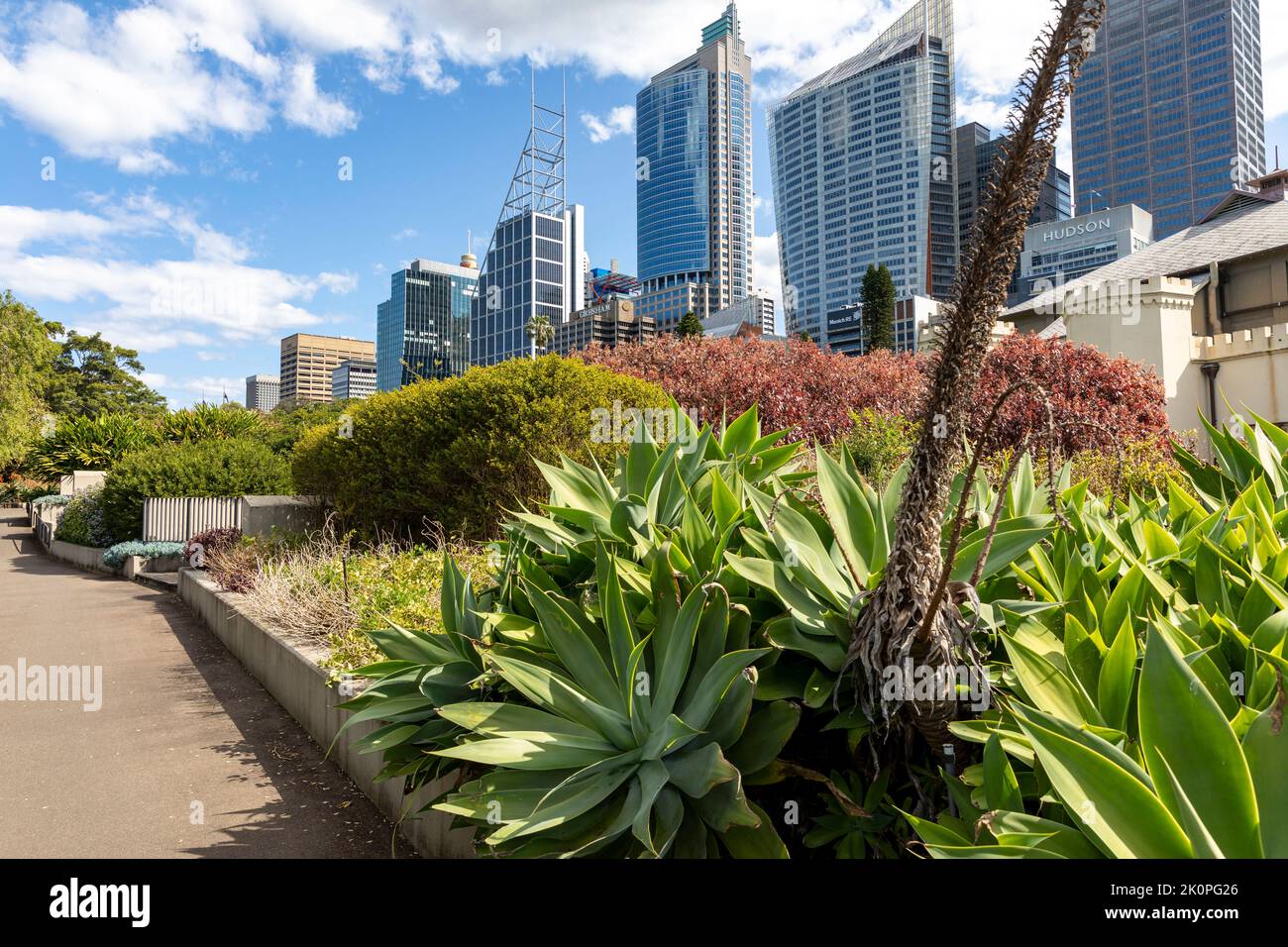 Royal Botanic Garden in spring with agave attenuata plants, office ...