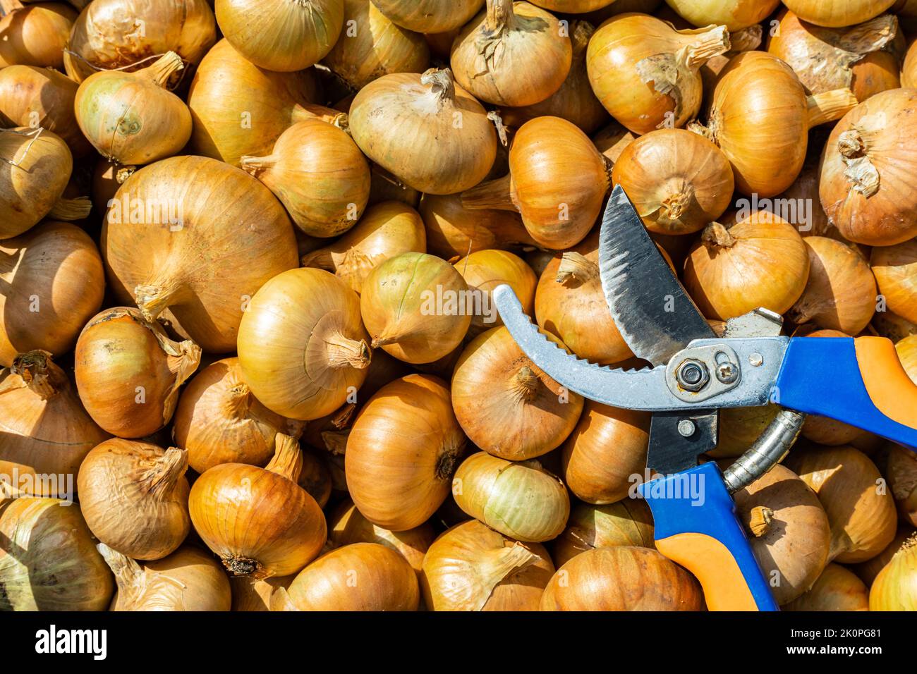 background in the form of yellow onions. Yellow onion. Onion closeup ...