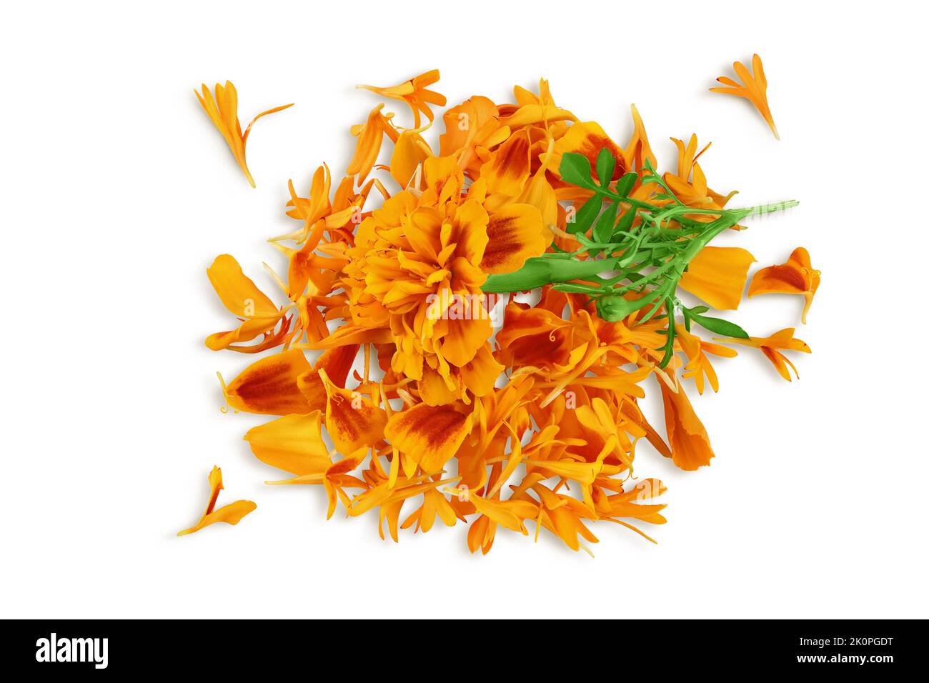 petal of fresh marigold or tagetes erecta flower isolated on white ...