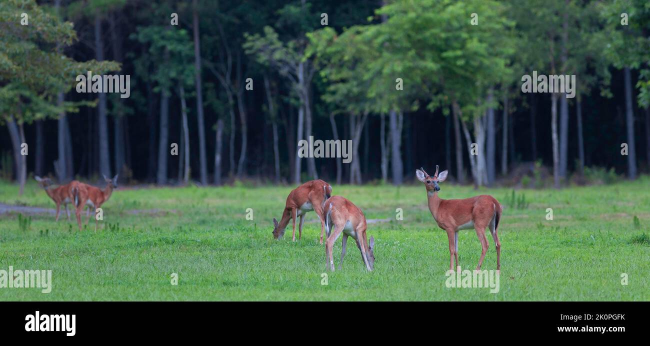 Herd of five deer grazing on a field in North Carolina Stock Photo - Alamy