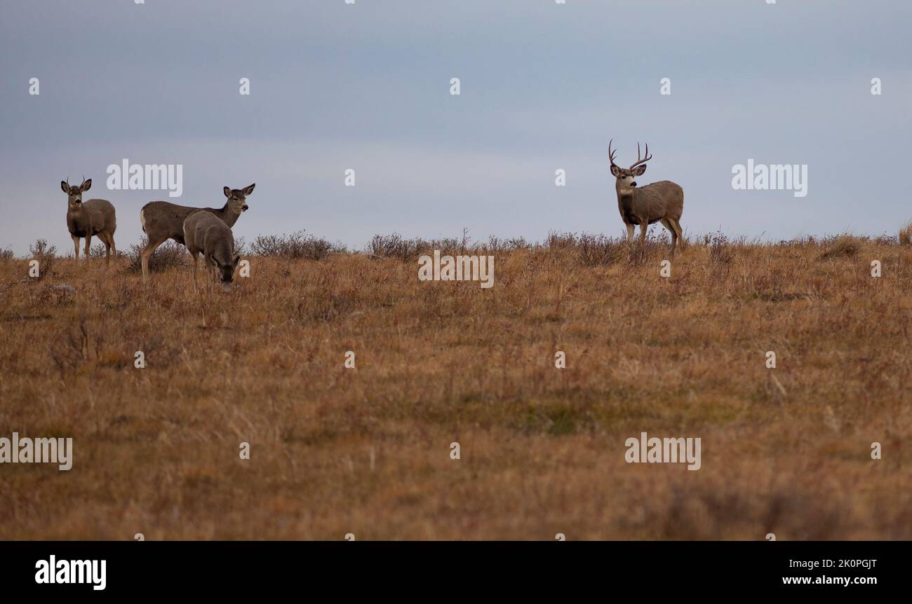 Montana mule deer herd grazing on a ridgeline above Stock Photo - Alamy