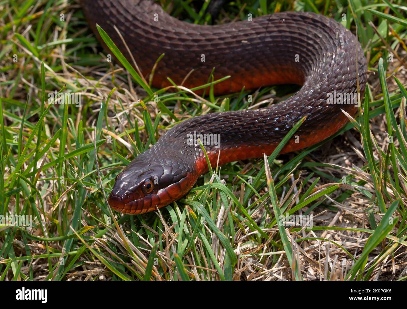 Red bellied snake hi-res stock photography and images - Alamy