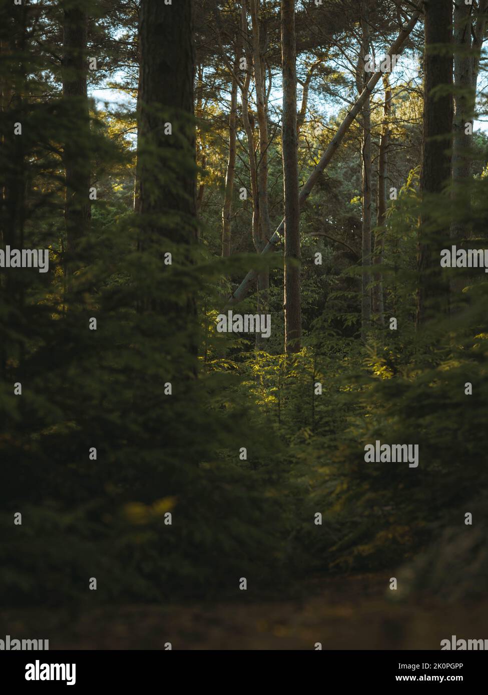 A vertical of a dense forest display captured in the shadows Stock ...