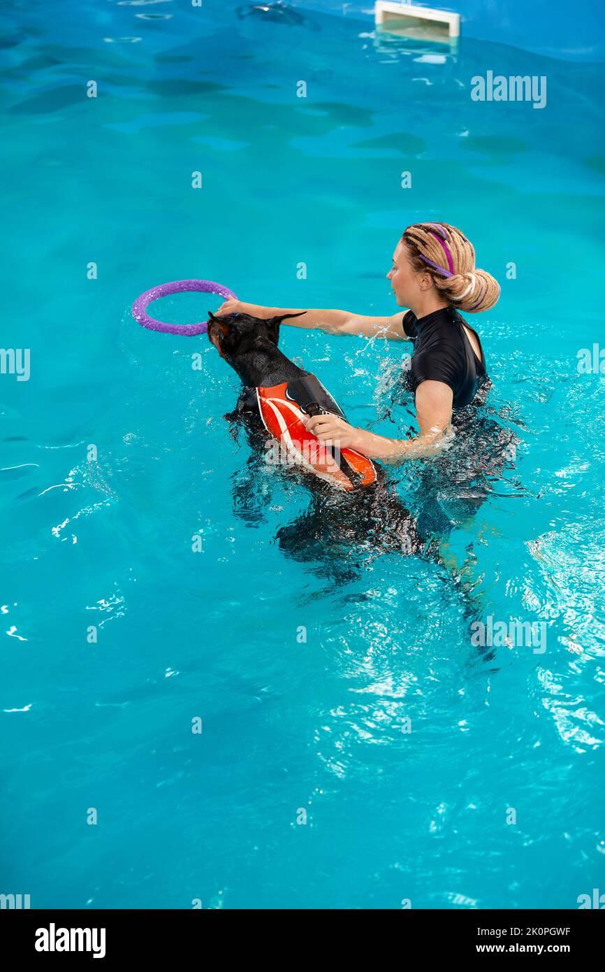 Dog in life jacket swim in the swimming pool with coach. Pet rehabilitation. Recovery training ...