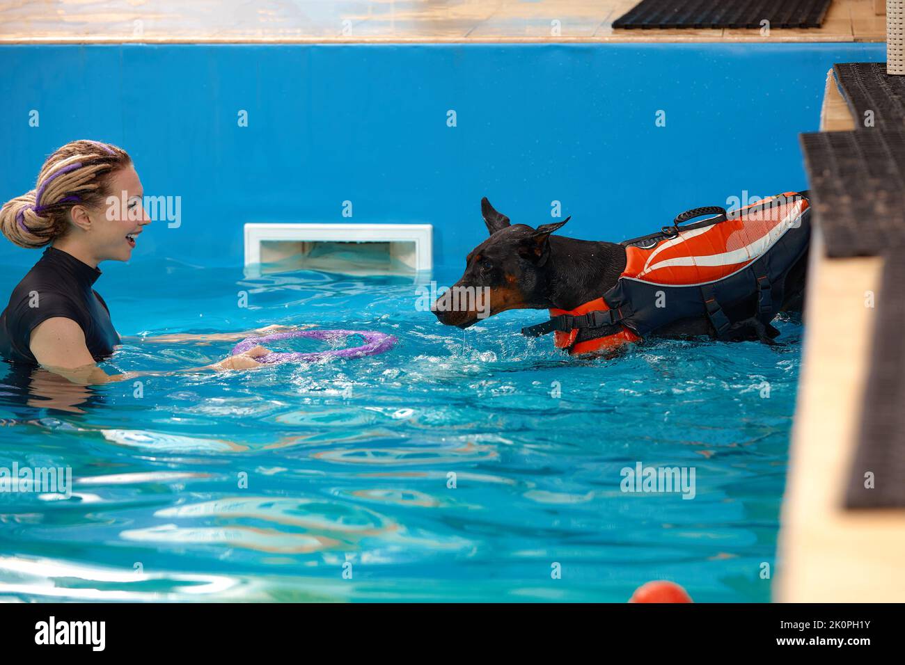 Dog trainer at the swimming pool, teaching the dog to swim Stock Photo ...