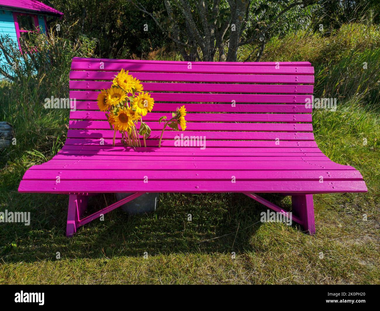 Hot Pink wooden garden bench with sunflowers in the garden Stock Photo ...