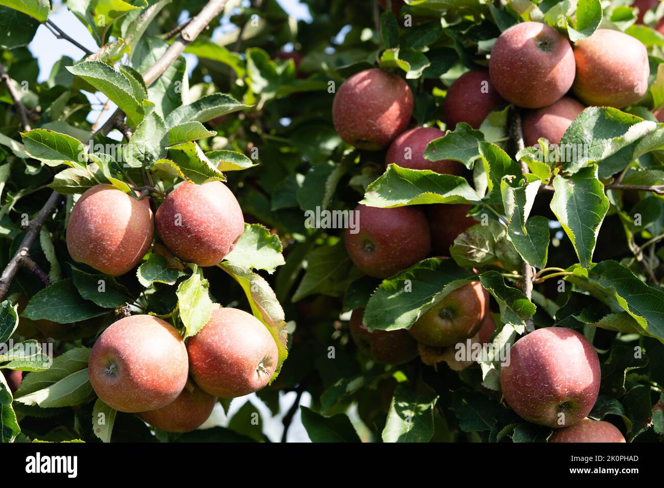 Apple trees next to Hamburg Stock Photo - Alamy