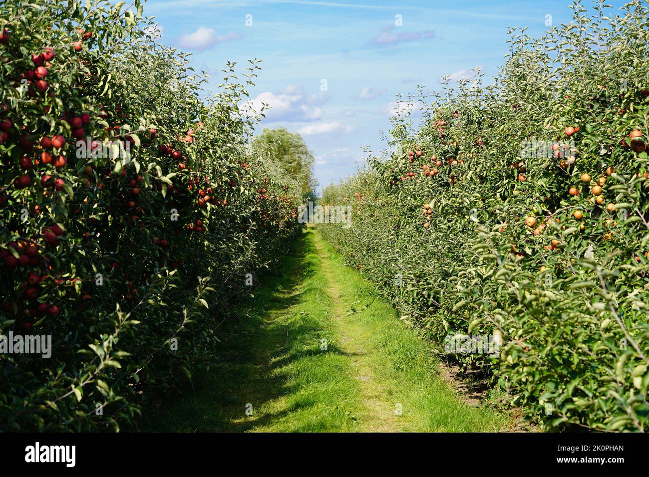 Apple trees next to Hamburg Stock Photo - Alamy