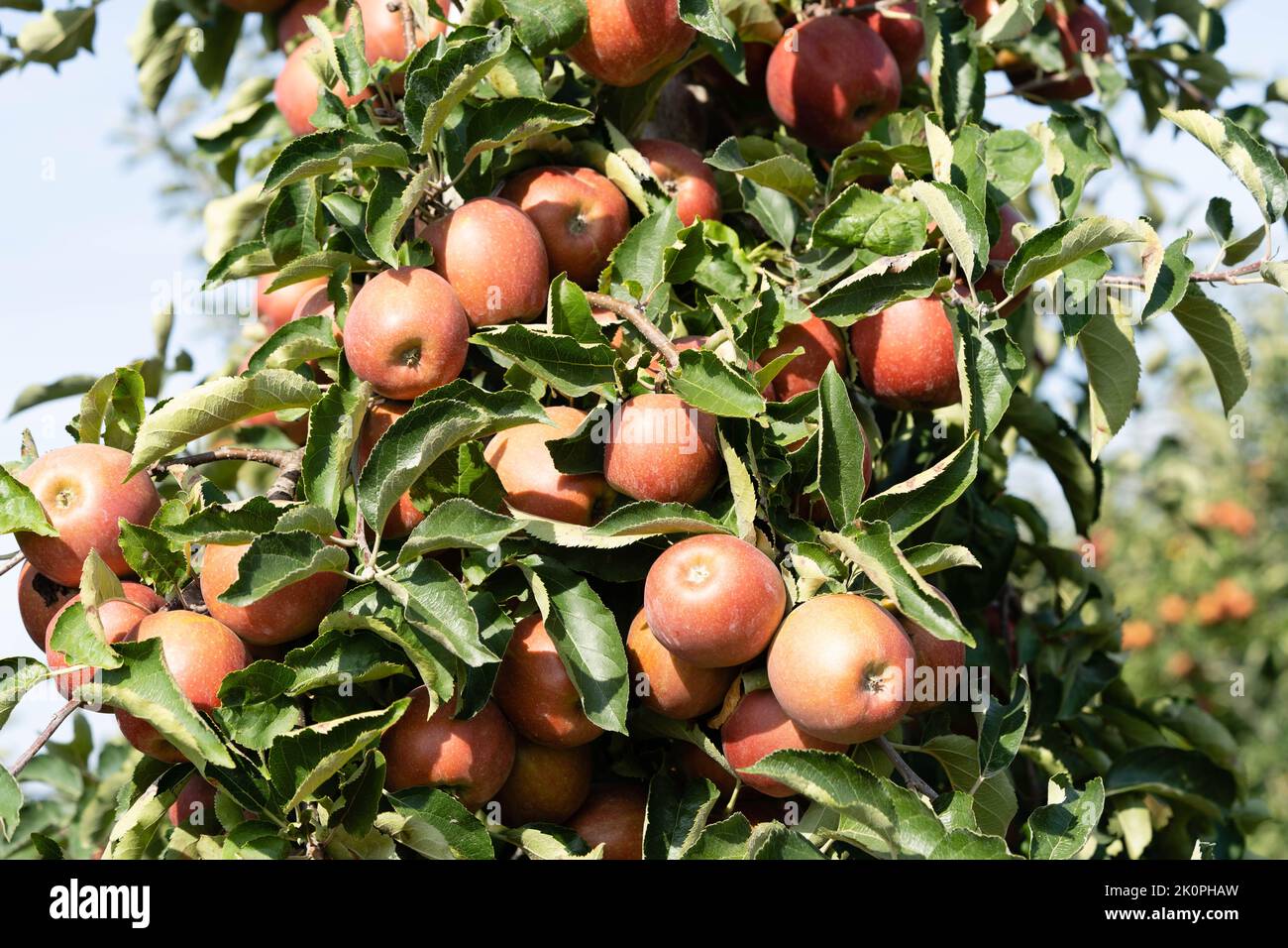 Apple trees next to Hamburg Stock Photo - Alamy
