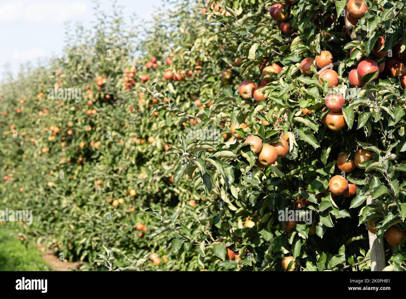Apple trees next to Hamburg Stock Photo - Alamy