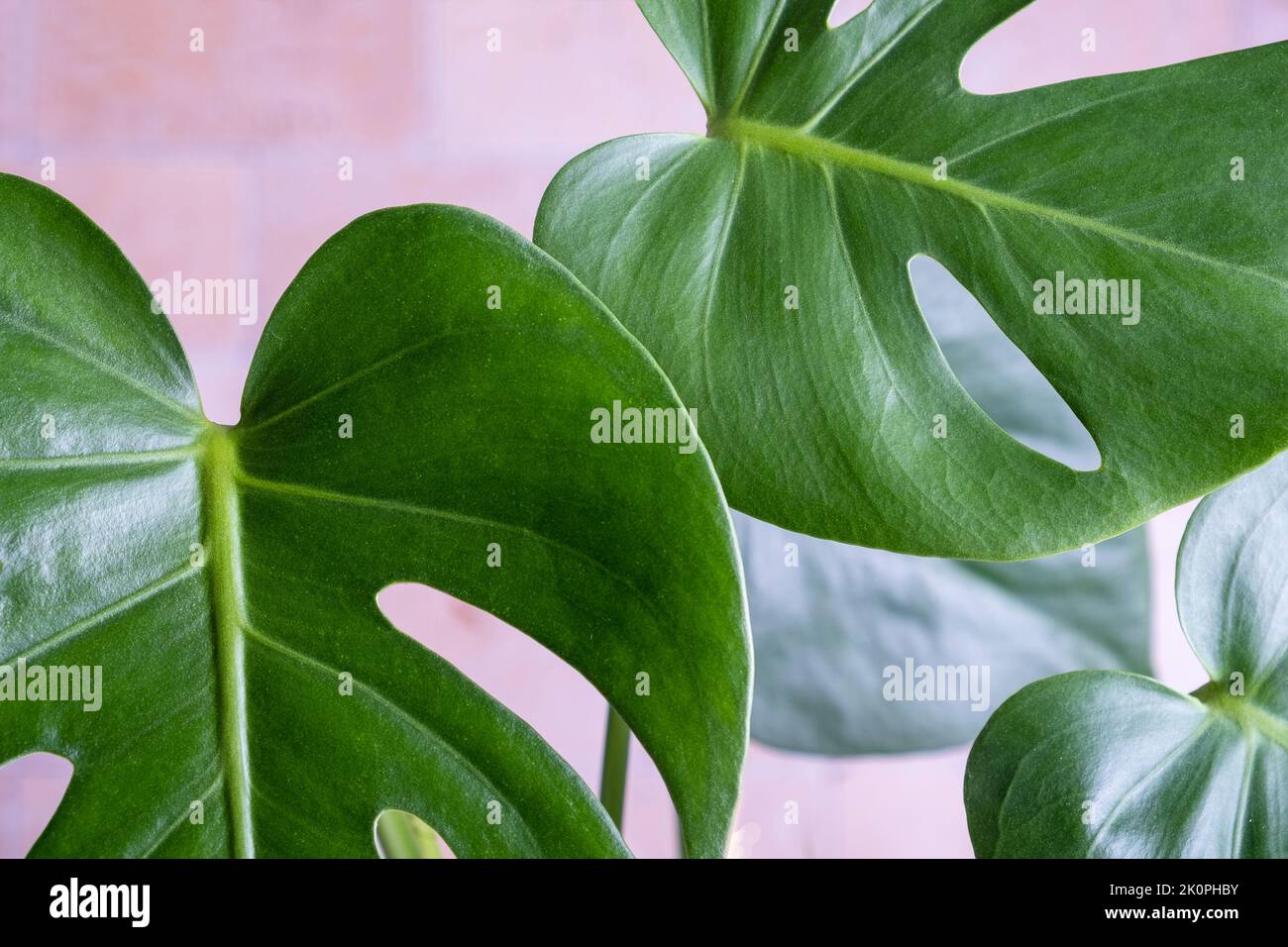 Close-up of the leaves of an exotic houseplant monstera creeper Stock ...