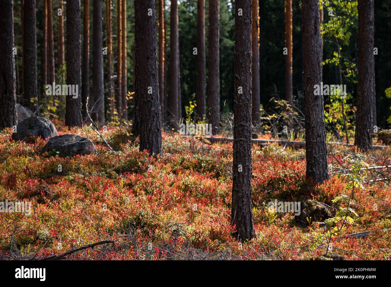 Autumn colors of foliage hi-res stock photography and images - Alamy