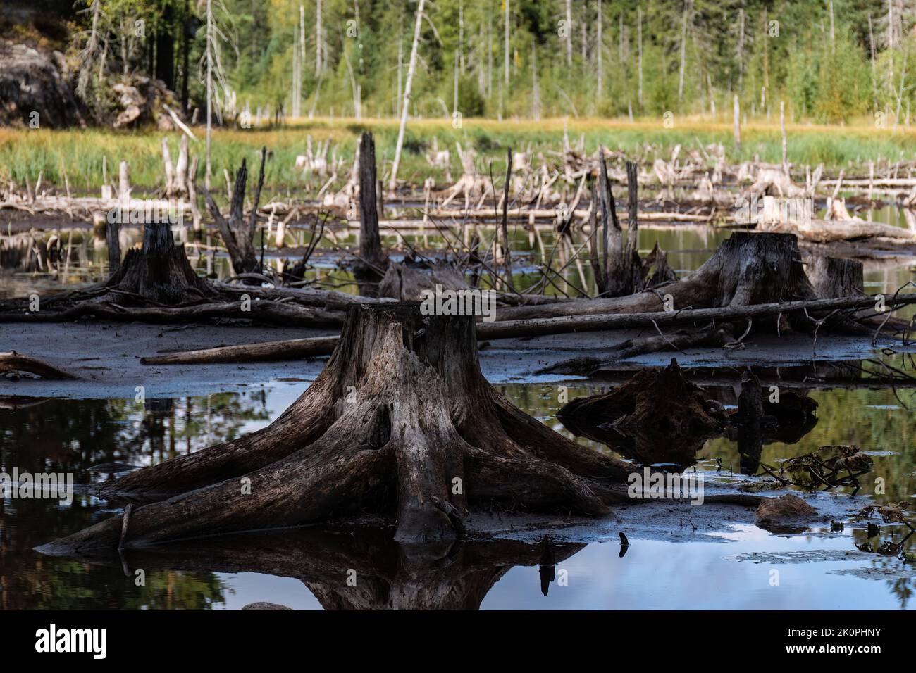 Close up lake in finland hi-res stock photography and images - Alamy