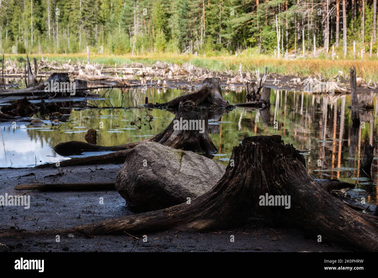Close up of dark tree stumps on a drying river bed in Finland Stock ...