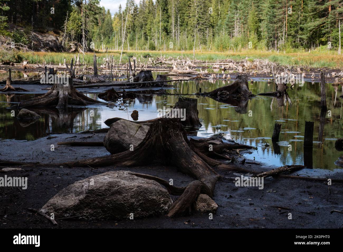 Dark tree stumps on a drying river bed in Finland Stock Photo - Alamy