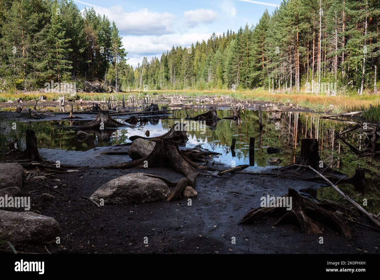 Dark tree stumps on a drying river bed in Finland Stock Photo - Alamy