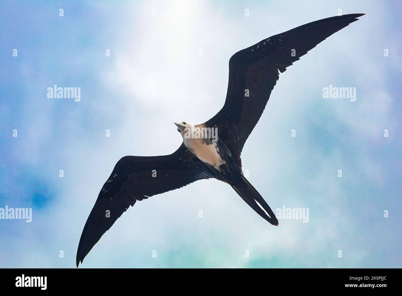 Frigate bird on north hi-res stock photography and images - Alamy