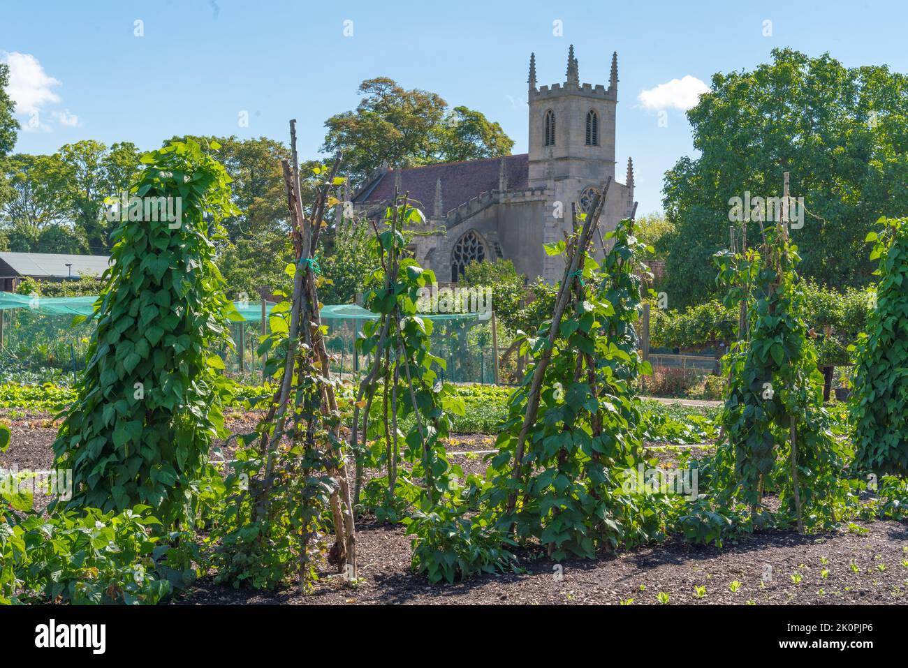 Doddington Hall Lincolnshire, growing sweet peas, Victorian garden ...