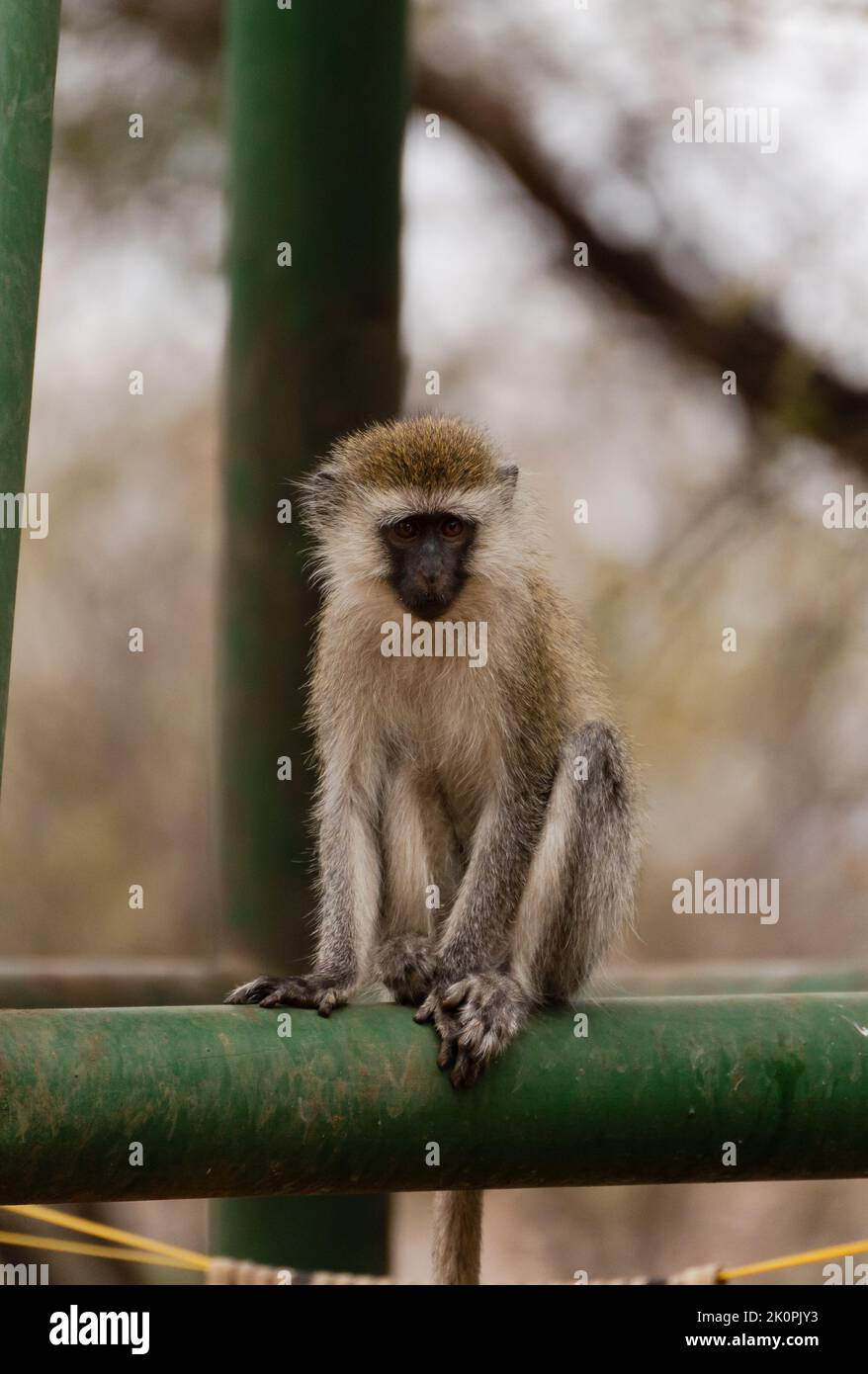 The green monkey (Chlorocebus sabaeus), also known as the sabaeus ...