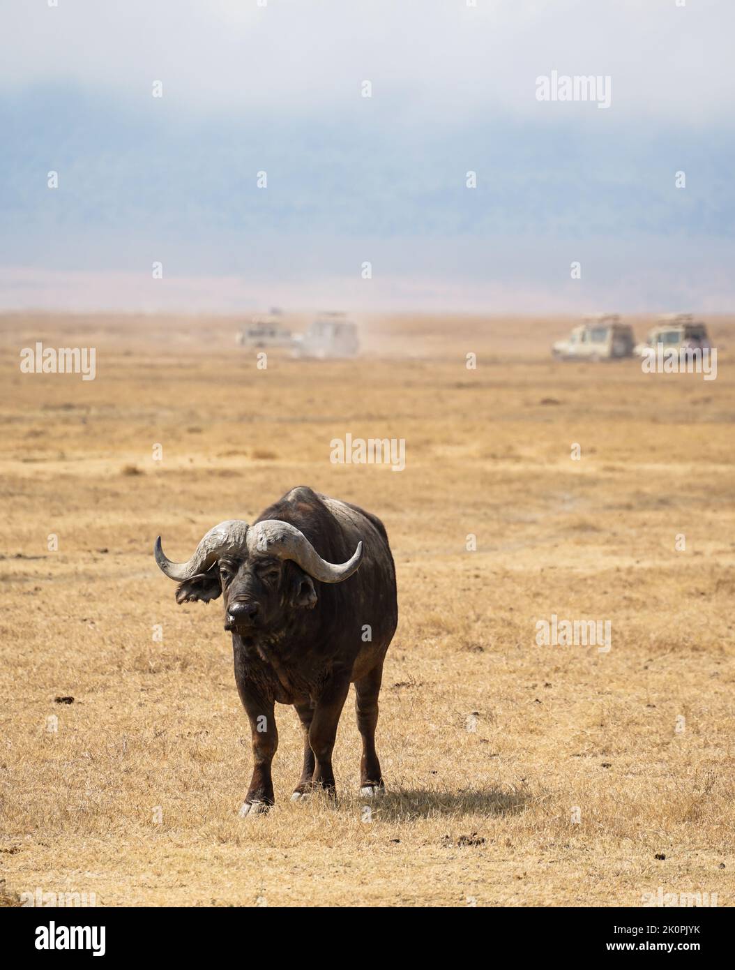 The African buffalo (Syncerus caffer), a large sub-Saharan African ...