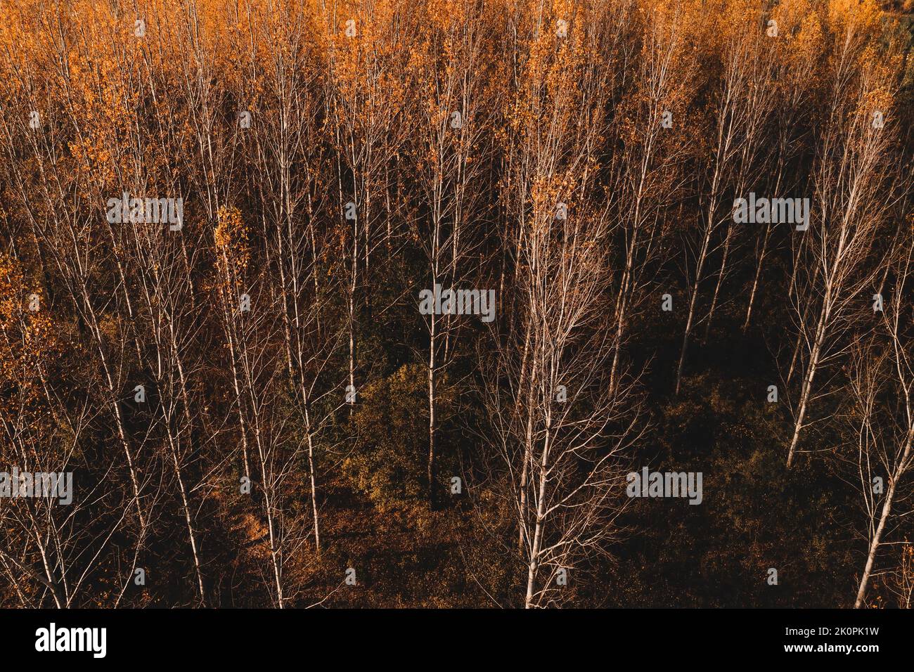 Fall season in deciduous forest. Aerial shot of orange treetops in ...