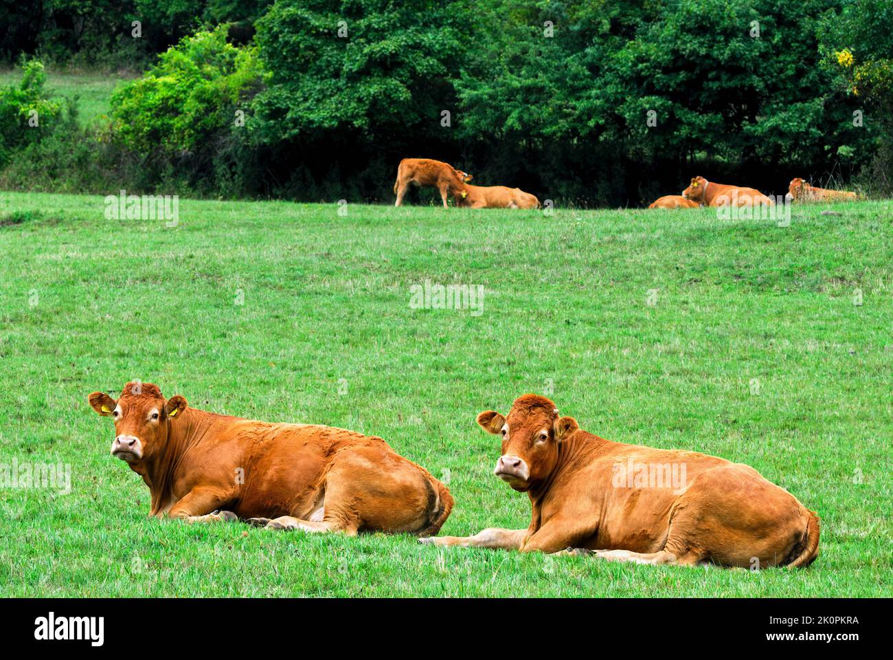 Mountain landscape with cows. Resting in the grass. In the same ...