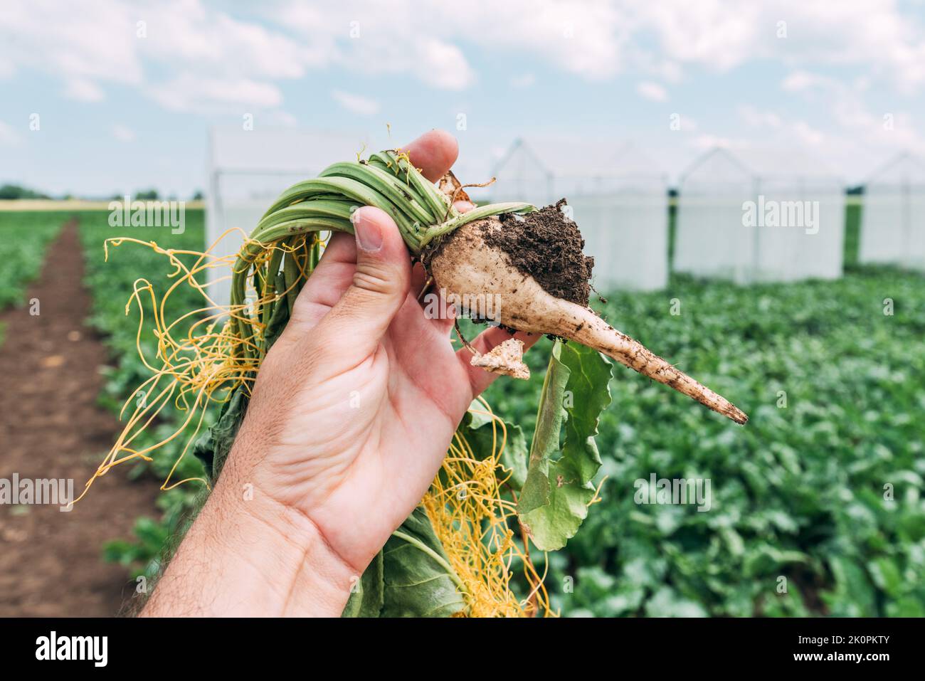 Agronomist examining sugar beet root development in front of ...