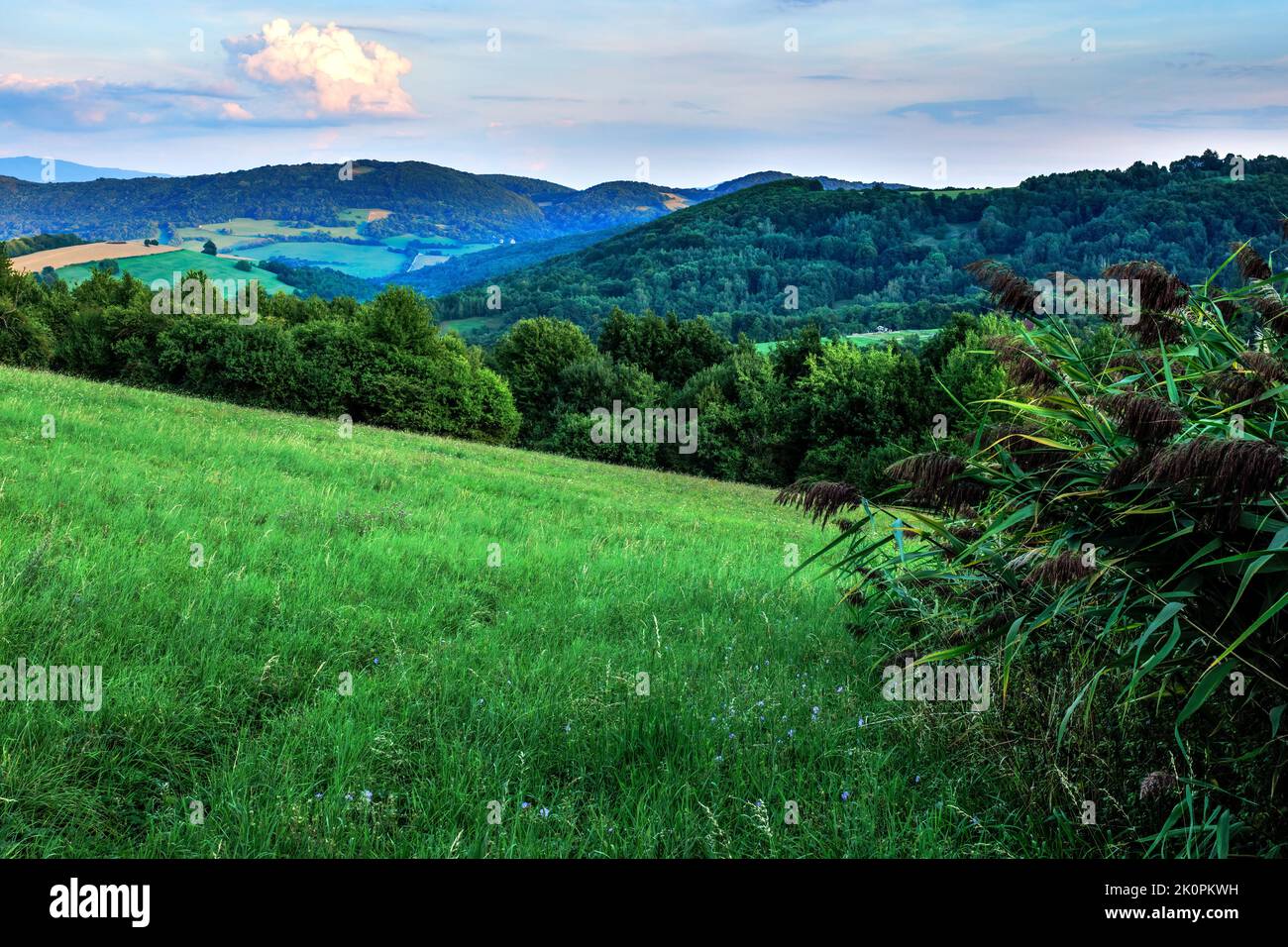 Summer rural landscape with meadow and forest at sunset. Grass in the ...