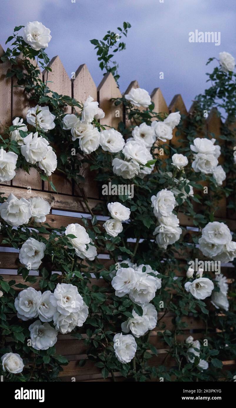 White climbing roses hi-res stock photography and images - Alamy