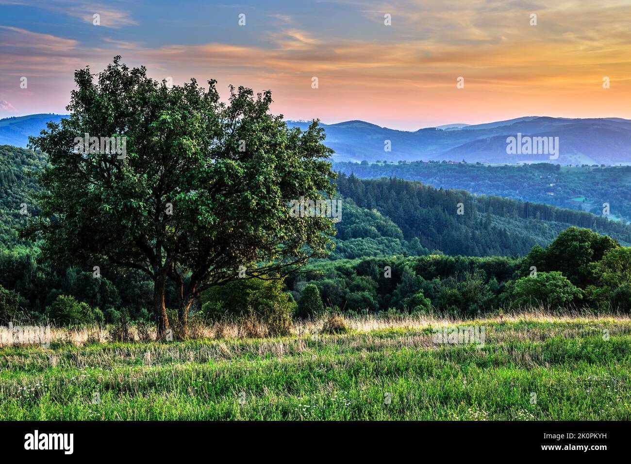 Summer rural hilly landscape with tree and forest after sunset. Evening ...