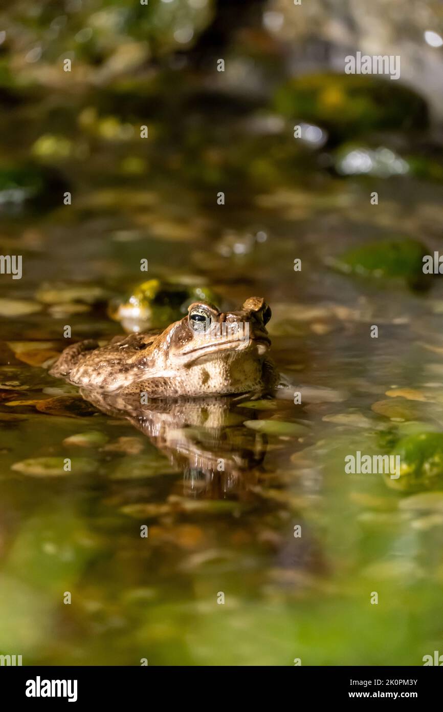 Closeup shot toad swimming hi-res stock photography and images - Alamy
